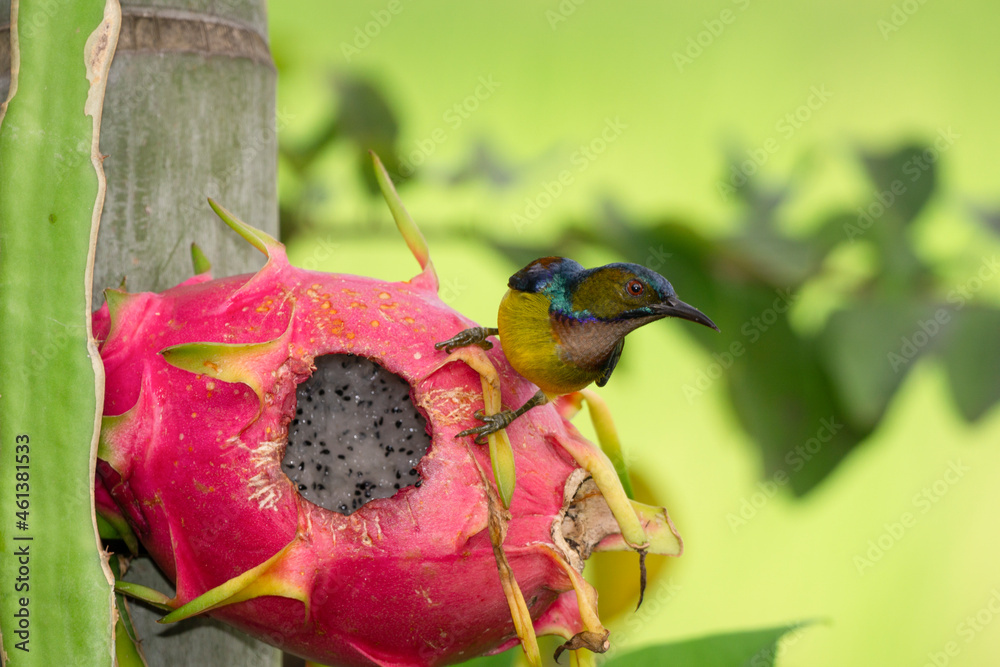 Sun bird eating dragon fruit after larger birds peck through thick skin ...