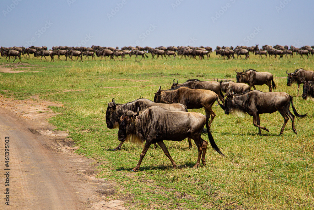 Blue Wildebeest crossing the Mara during the annual migration in Kenya ...