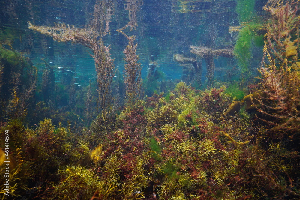 Dense growth of algae in shallow water in the ocean, underwater scene ...