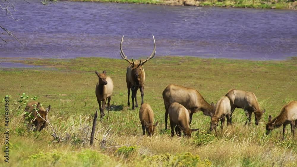 Bull Elk with herd grazing in wetlands near lake 60fps Stock Video ...