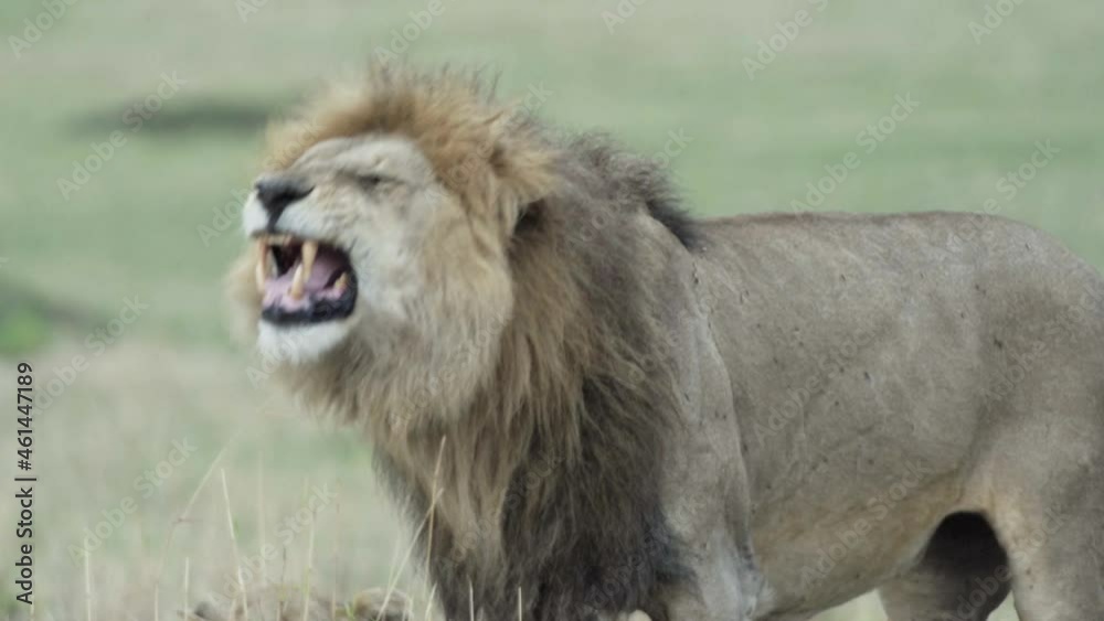 couple of lions during courtship: majestic male flehmens, rises upper ...