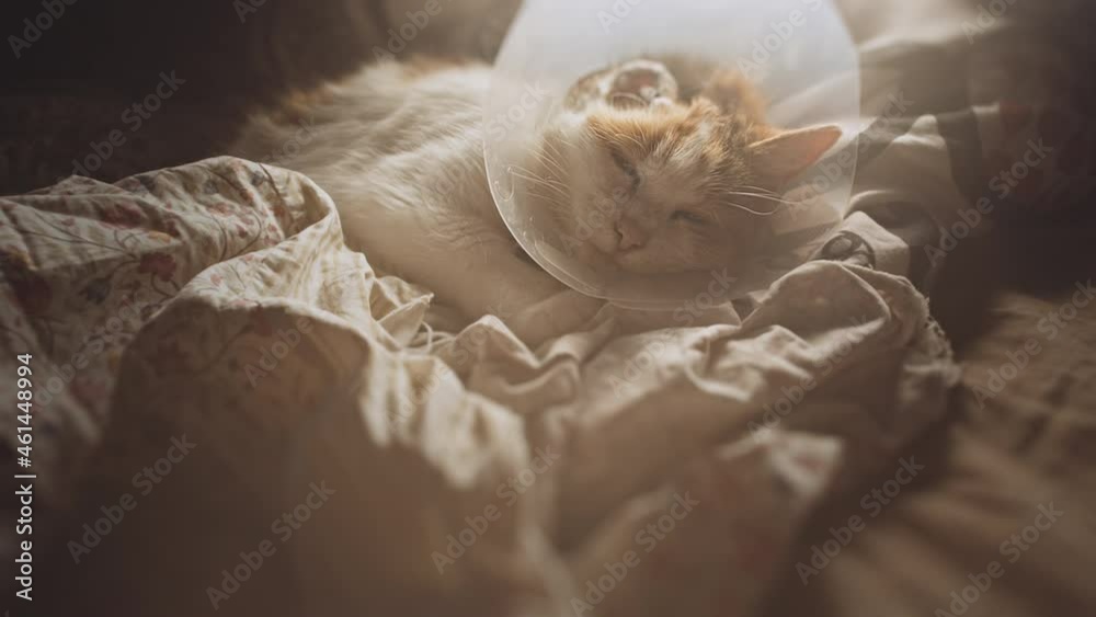 Ill cat in a bed. Amputated ear following ear cancer. Squamous Cell ...