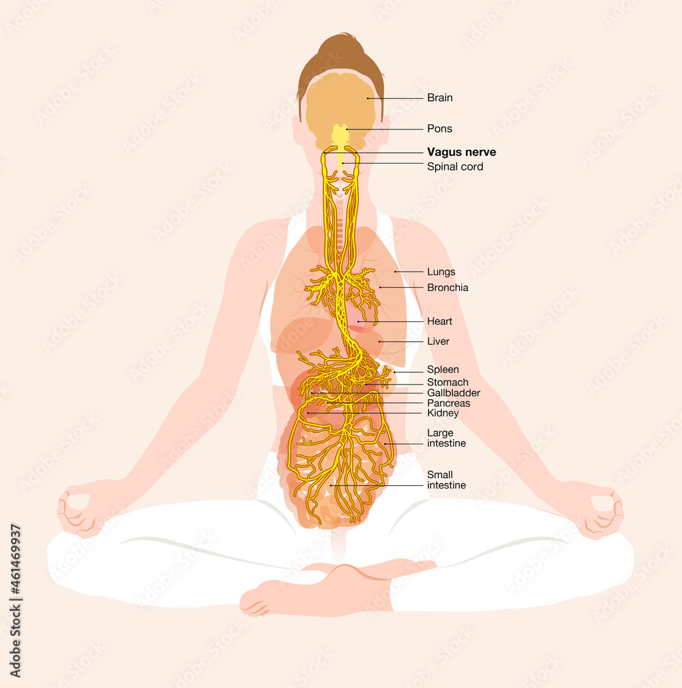 Vagus nerve, meditation, stomach pain, labeled illustration, diagram ...