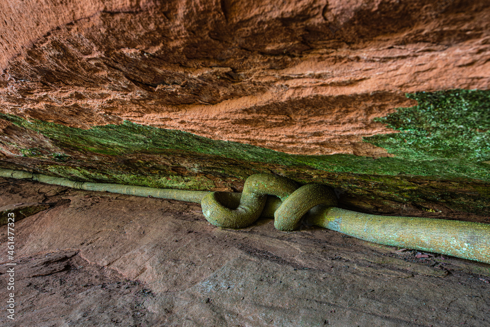 The root of a strange tree inside a cave in Thailand. Stock Photo ...
