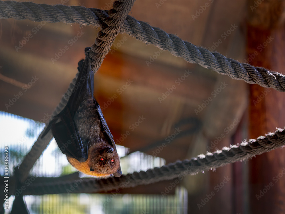 Flying bats upside down in a cage behind glass, protecting animals ...