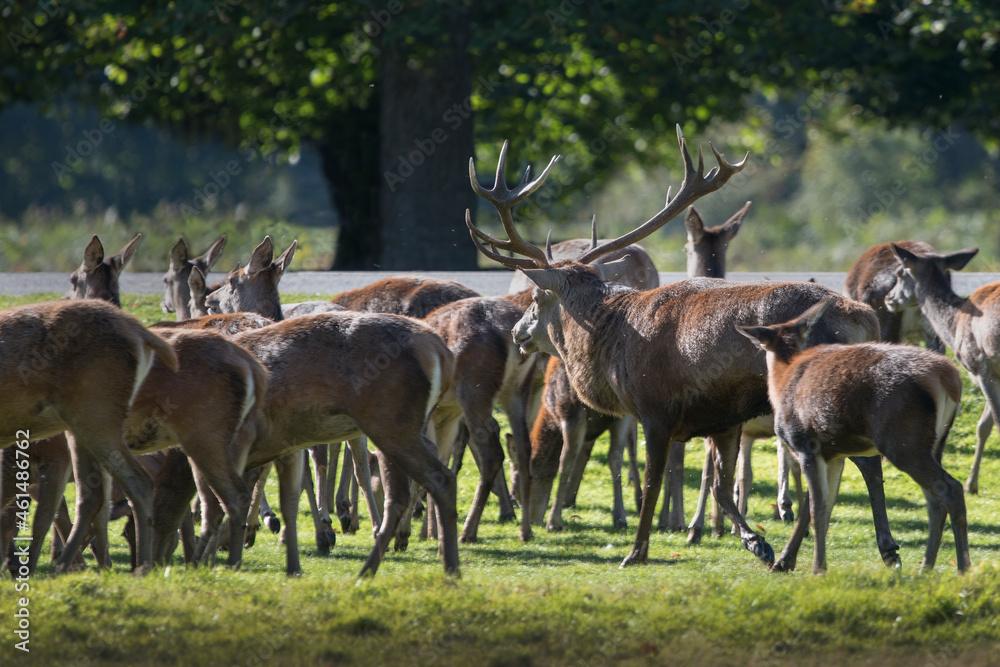 Stag in charge of his harem Stock Photo | Adobe Stock