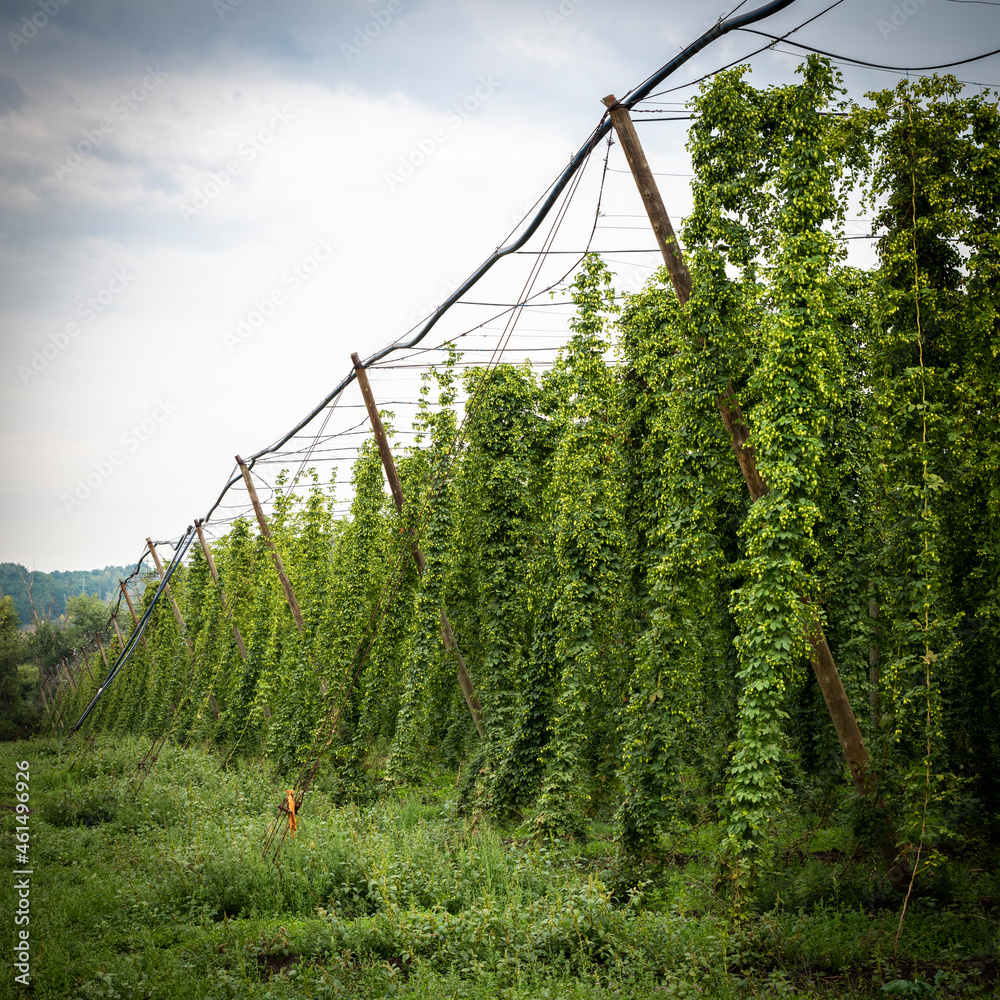 Green hops field. Fully grown hop bines. Hops field in Bavaria Germany ...