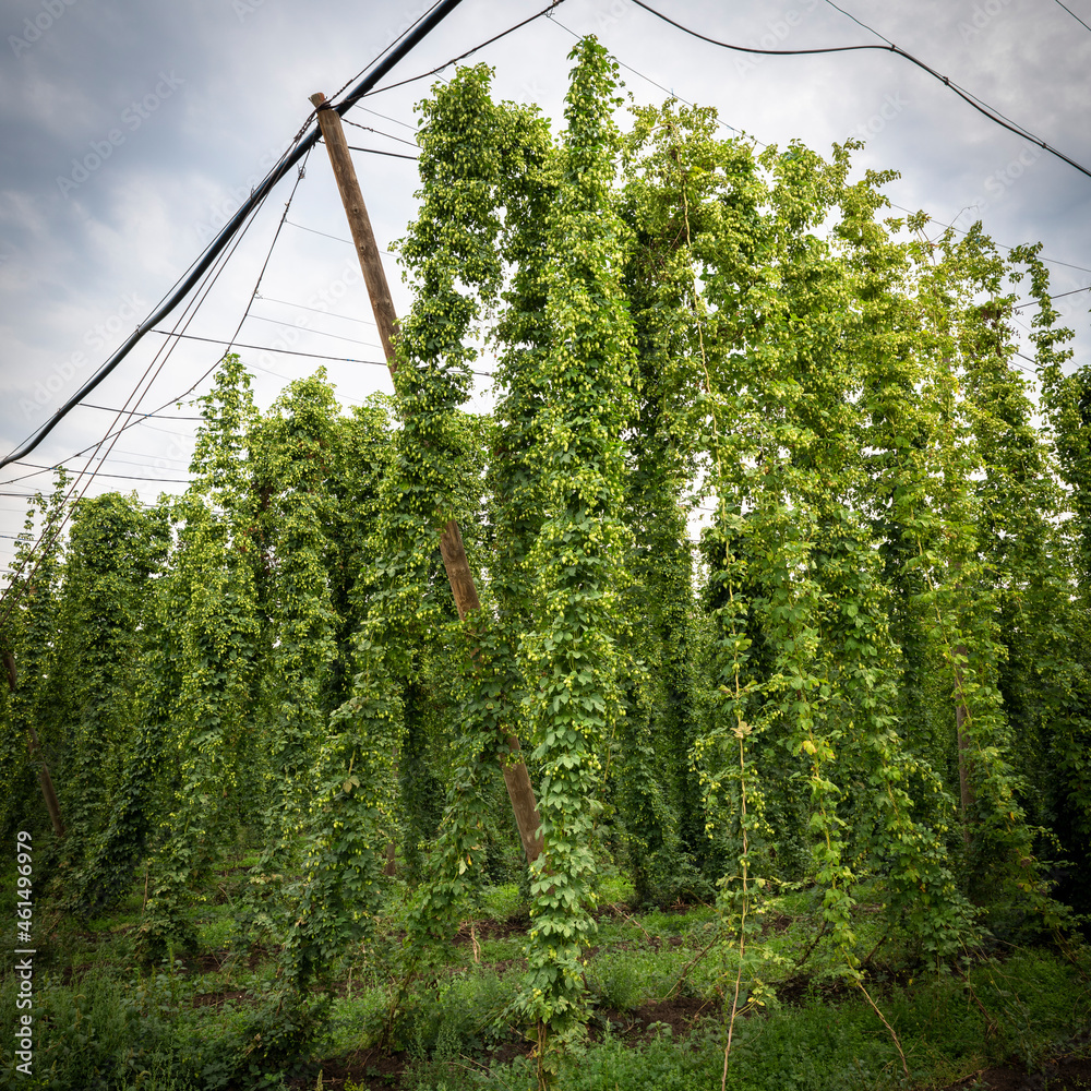 Green hops field. Fully grown hop bines. Hops field in Bavaria Germany ...