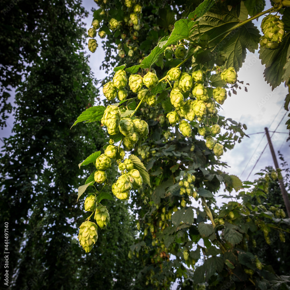 Green hops field. Fully grown hop bines. Hops field in Bavaria Germany ...