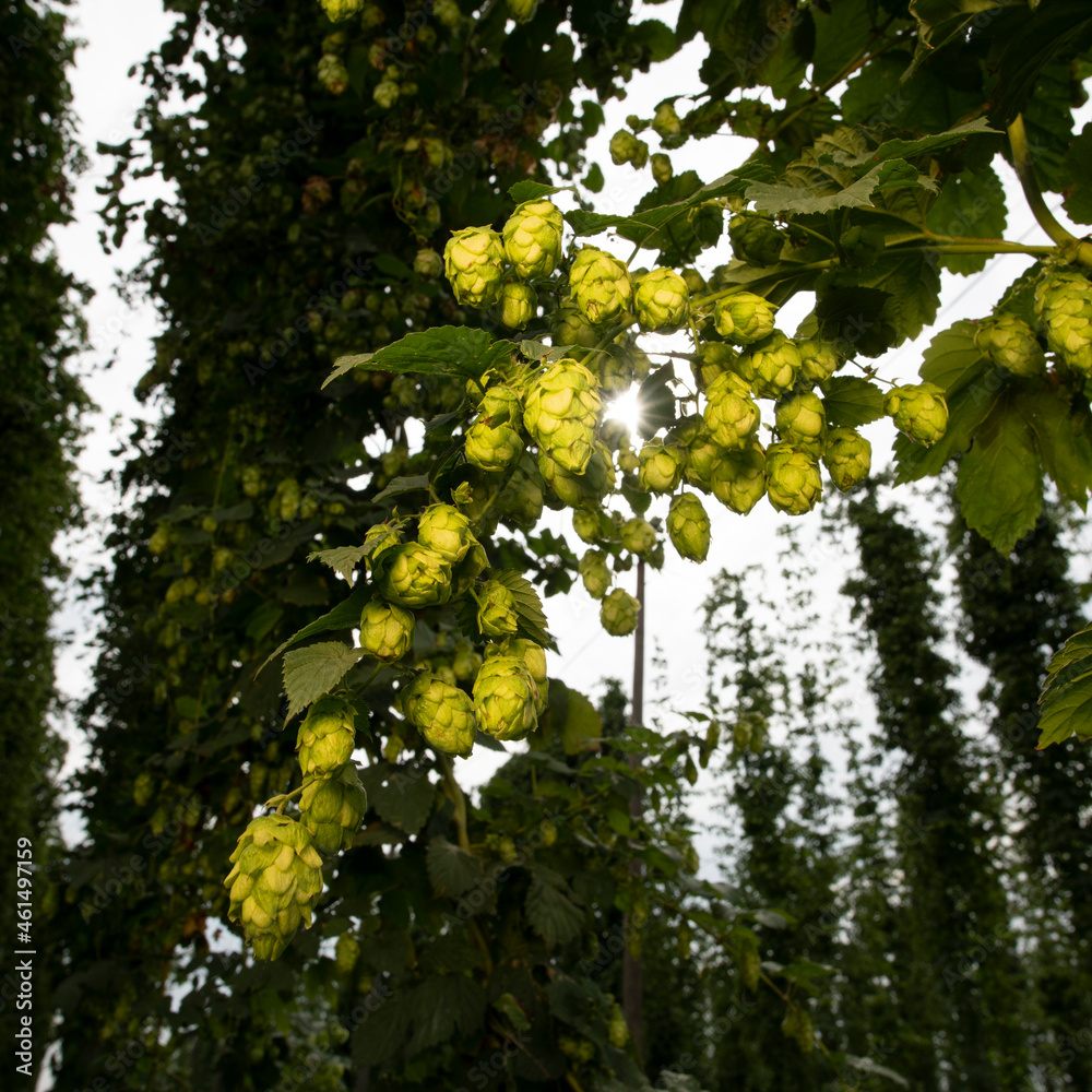 Green hops field. Fully grown hop bines. Hops field in Bavaria Germany ...