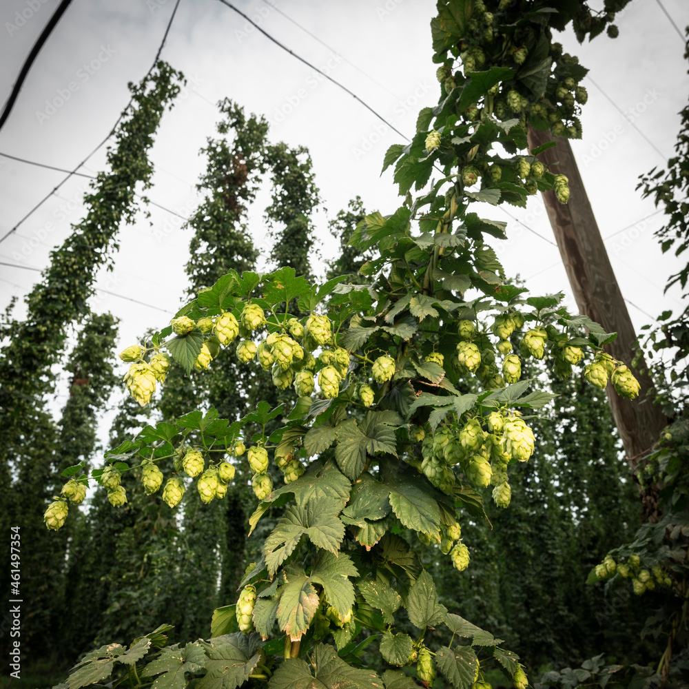 Green hops field. Fully grown hop bines. Hops field in Bavaria Germany ...
