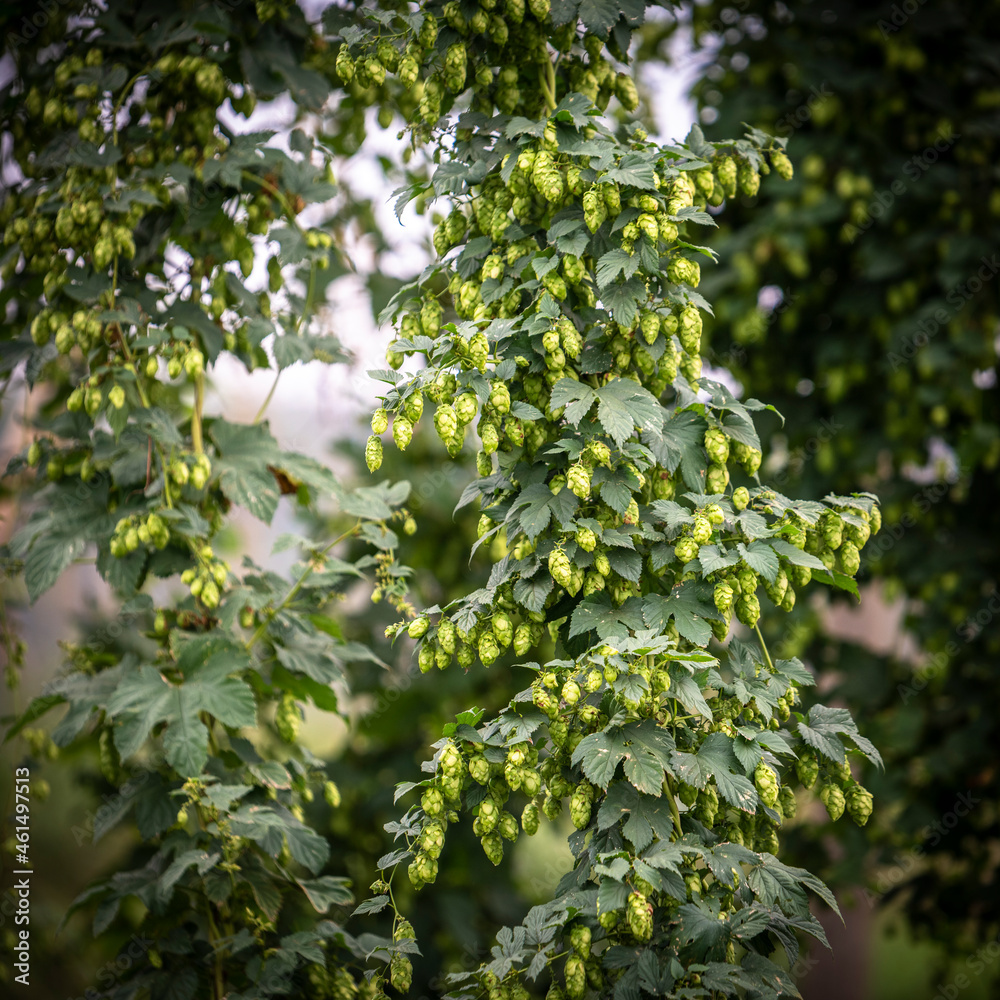 Green hops field. Fully grown hop bines. Hops field in Bavaria Germany ...