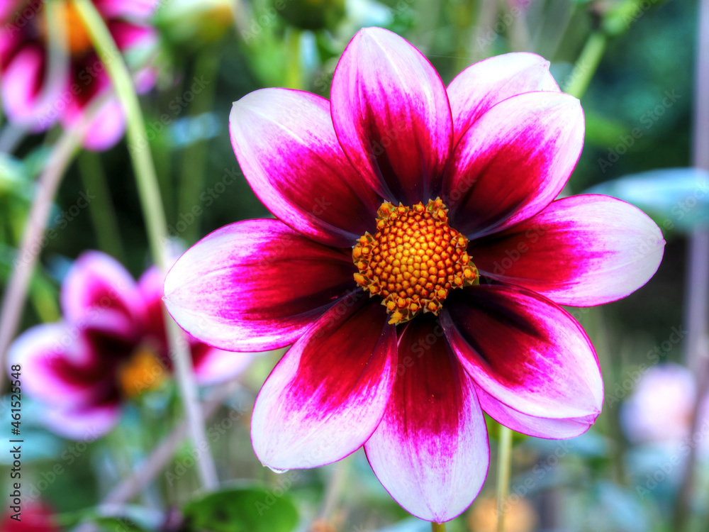 Very Beautiful Flowers
