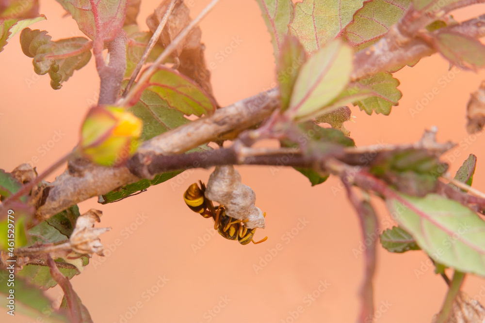 yellow Jacket wasp-type insects in their habitat are very unique if ...