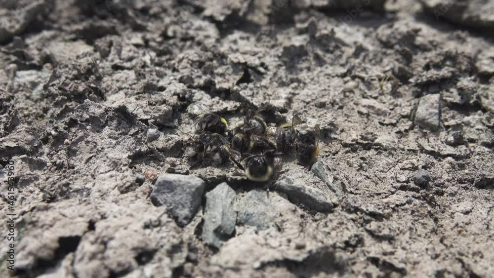 Dead insects: mass death of bumblebees. Insects died from drought ...