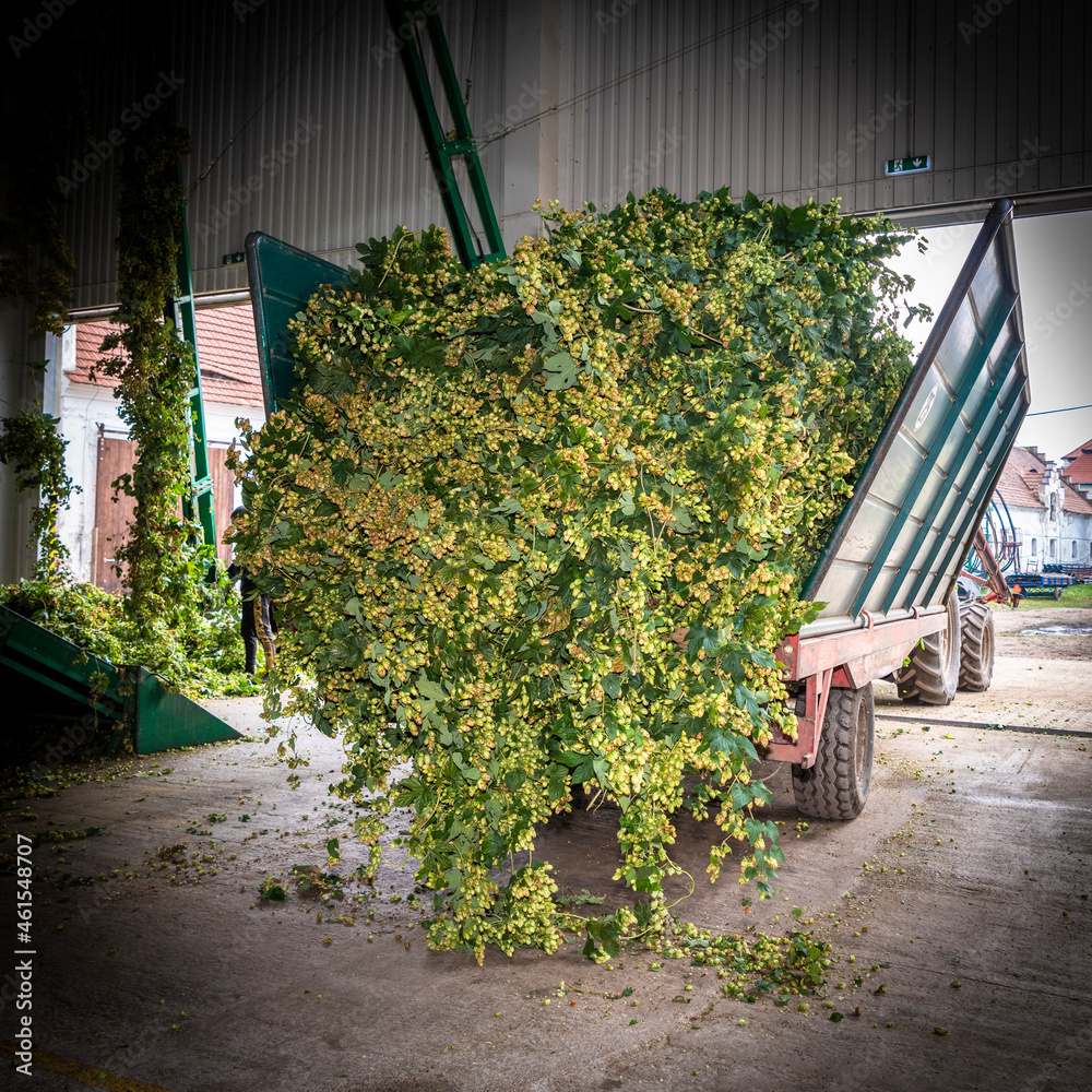 Green hops field. Fully grown hop bines. Hops field in Bavaria Germany ...