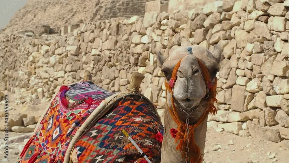 Close-up of a lying camel against the background of the Cheops pyramid ...