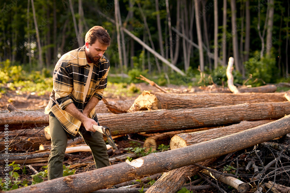 Logging wood. Strong caucasian male hands chopping the log with an ax ...