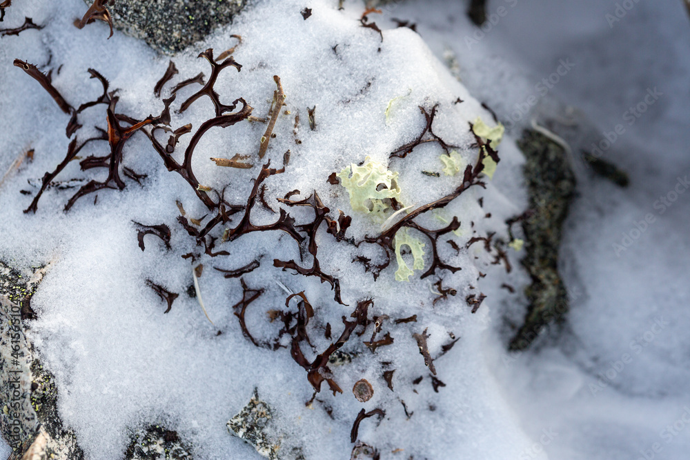 Lichen among the snow and stones. Winter tundra in the Arctic. Wild ...