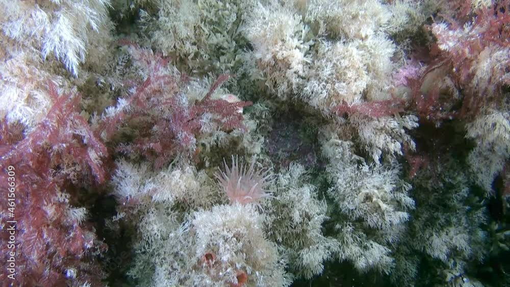 White anemones and yellow sponge on a stone floor. Beautiful landscapes ...