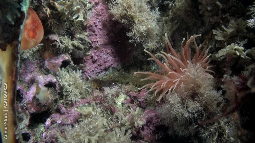 White anemones and yellow sponge on a stone floor. Beautiful landscapes ...