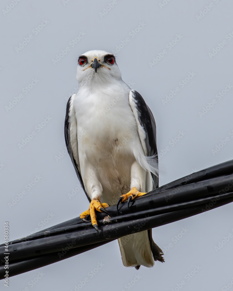 Black-winged Kite also known as a Black-shoulder kite eagle sitting on ...