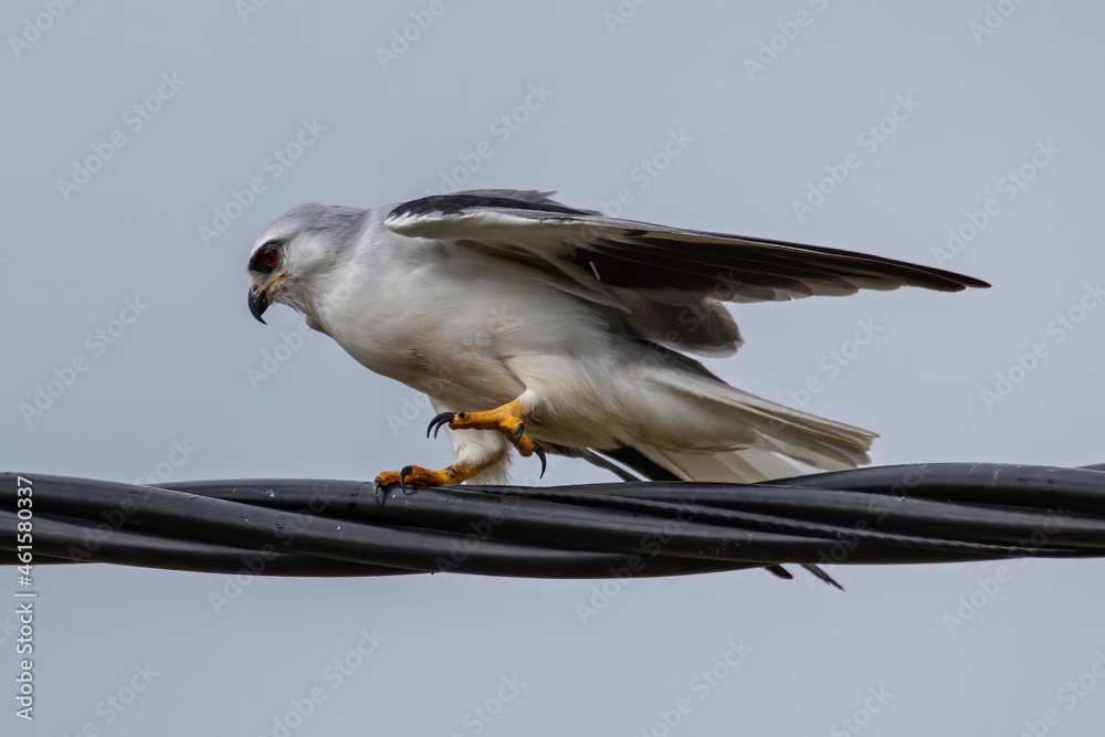 Black-winged Kite also known as a Black-shoulder kite eagle sitting on ...