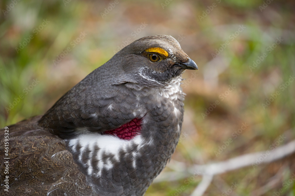 Male Dusky Grouse with bright yellow marking over eye and bright red ...