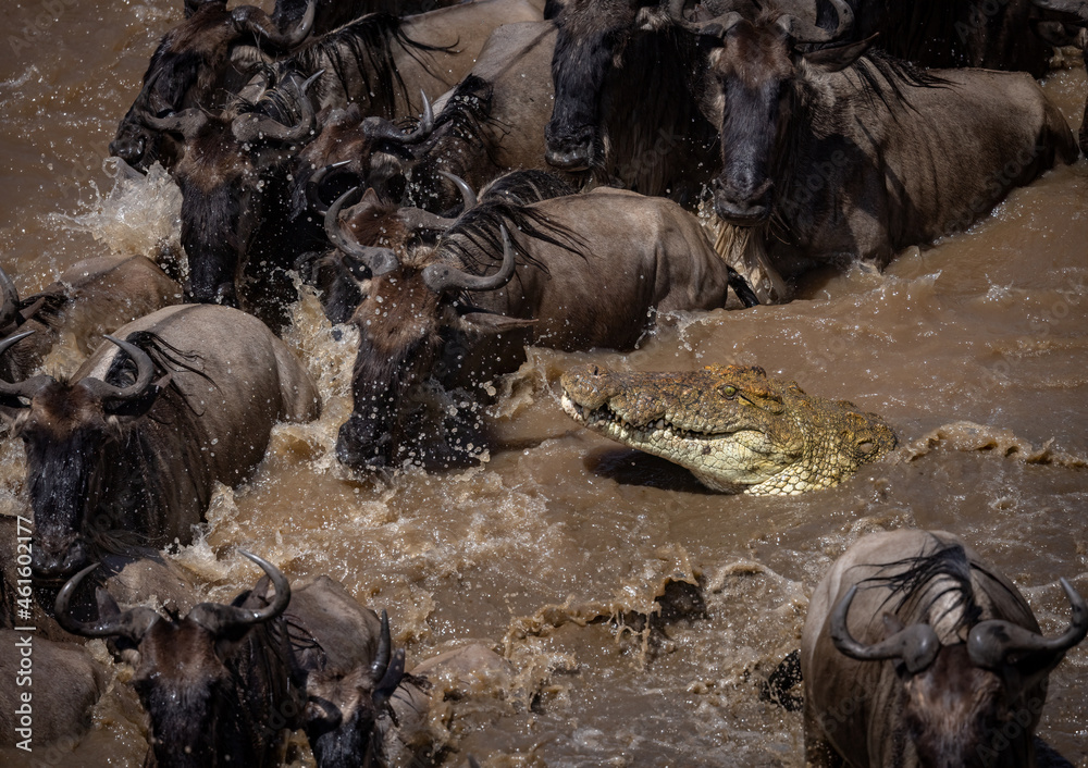 Wildebeest Migration Crocodile