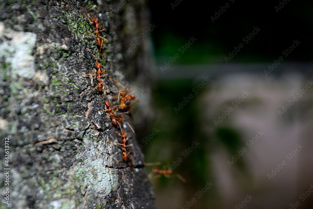 Oecophylla smaragdina (common names include Asian weaver ant, weaver ...