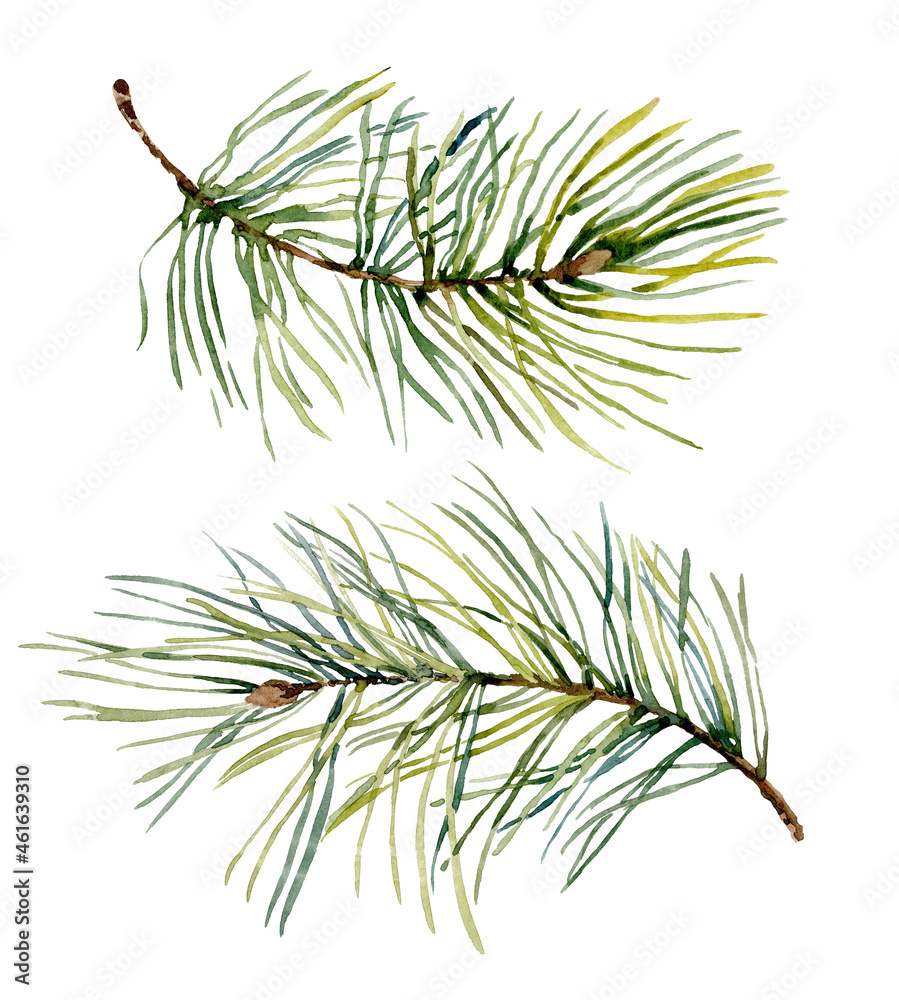 Watercolor pine branches. Spruce Branches with needles. Botanical ...