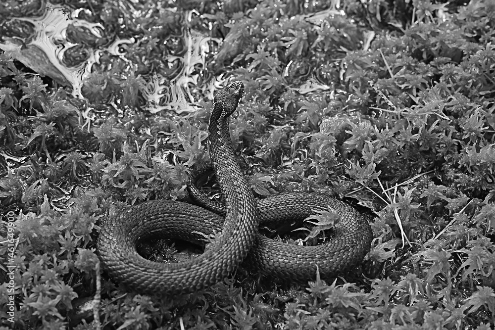 snake viper in the swamp, reptile in the wild, poisonous dangerous ...