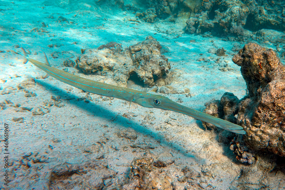 Smooth cornetfish - Fistularia commersonii ,coral reef Red Sea Stock ...
