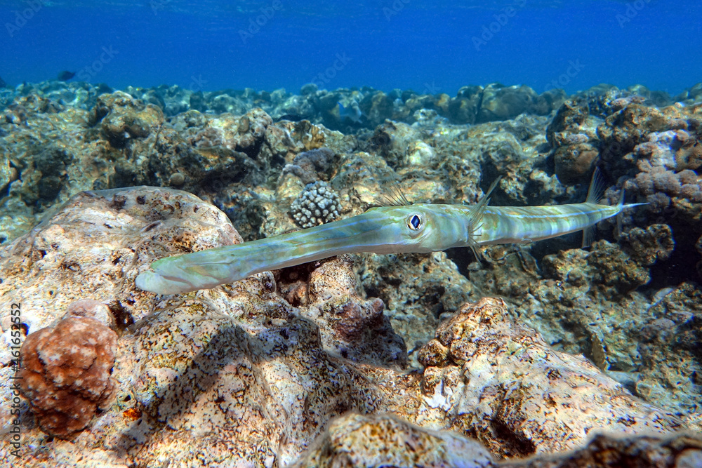 Smooth cornetfish - Fistularia commersonii ,coral reef Red Sea Stock ...