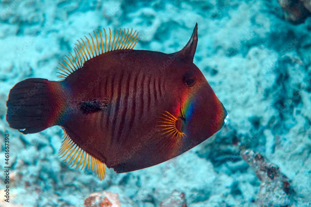 Broom filefish in Red sea, Egypt, Stock Photo | Adobe Stock