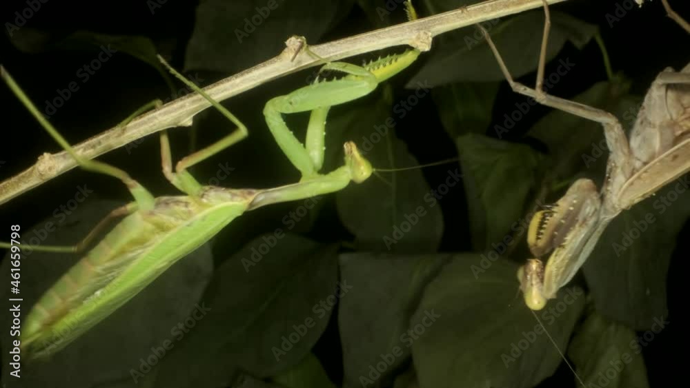 Two mantises met on the same branch and fighting. Fight of Praying ...