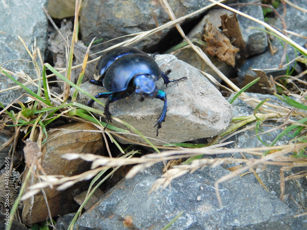 dung beetle Geotrupes earth-boring is a genus of earth-boring scarab ...