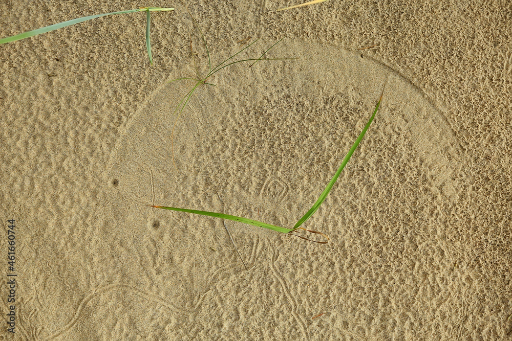 ant lion footprints in the sand insect predator larva hole in the ...