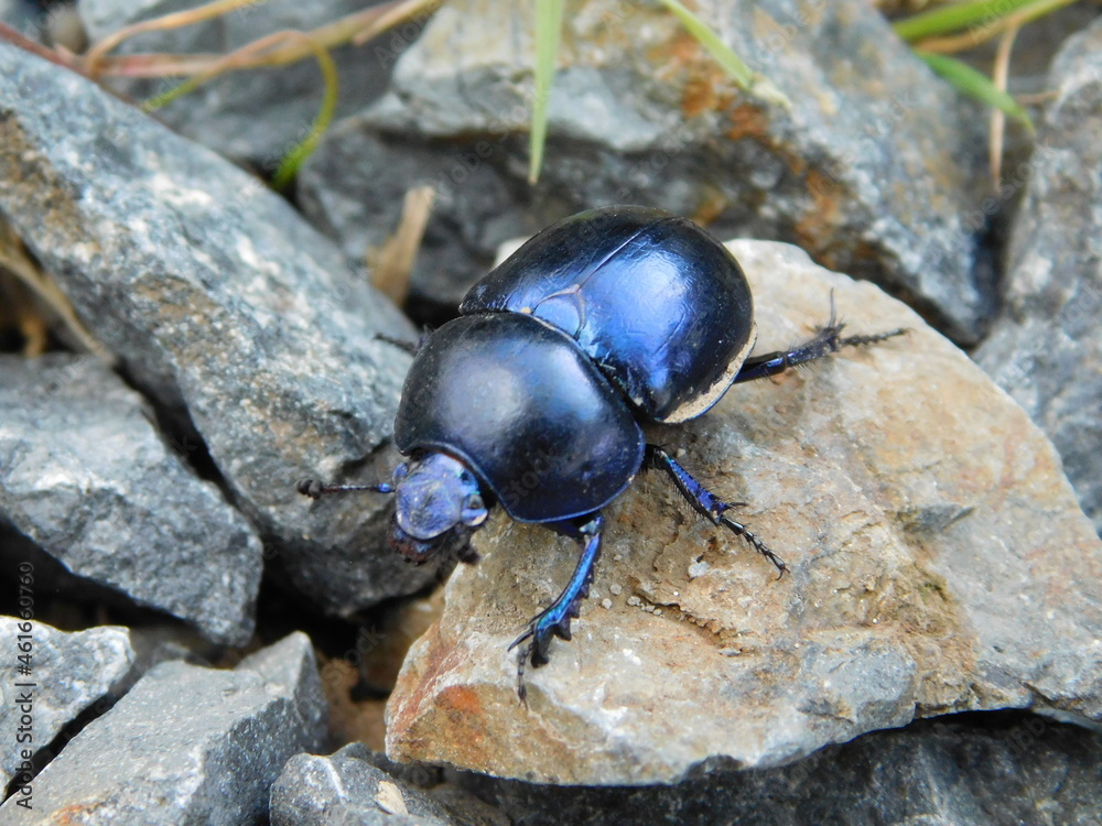 dung beetle Geotrupes earth-boring is a genus of earth-boring scarab ...