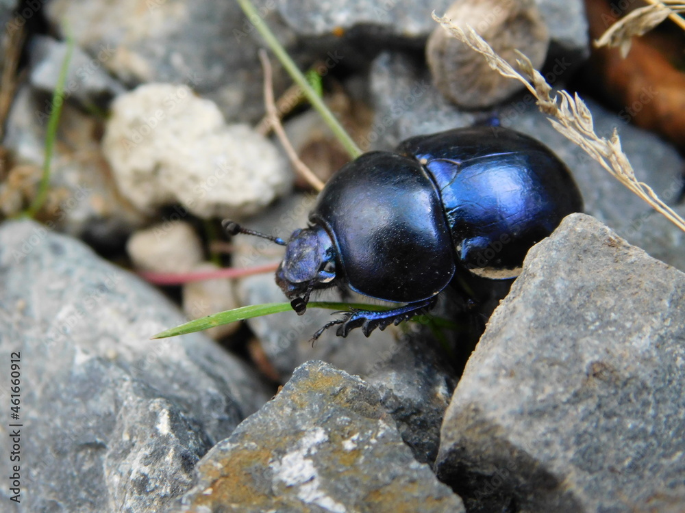 dung beetle Geotrupes earth-boring is a genus of earth-boring scarab ...