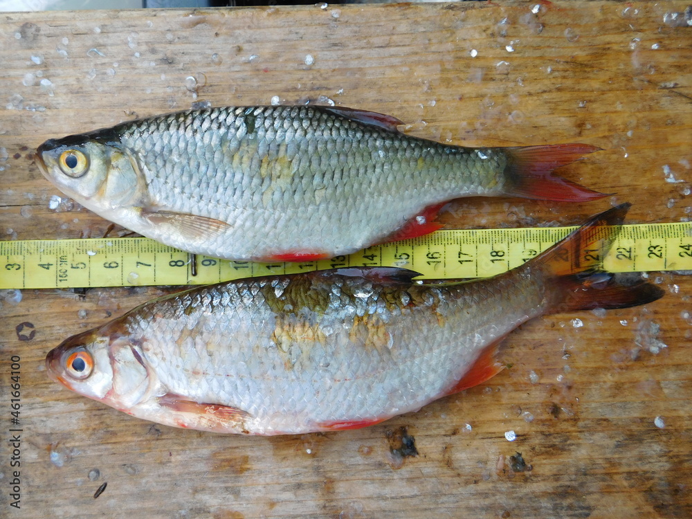 roach and rudd look at the difference betweeen two sympatric species of ...