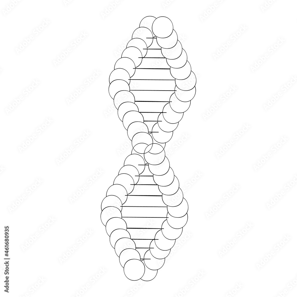 An outline vector illustration of DNA molecules isolated on transparent ...