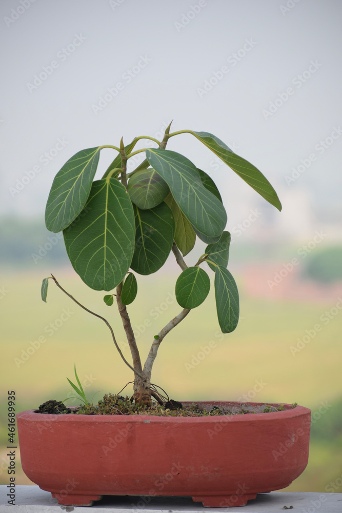 Alstonia scholaris tree in pot Stock Photo | Adobe Stock
