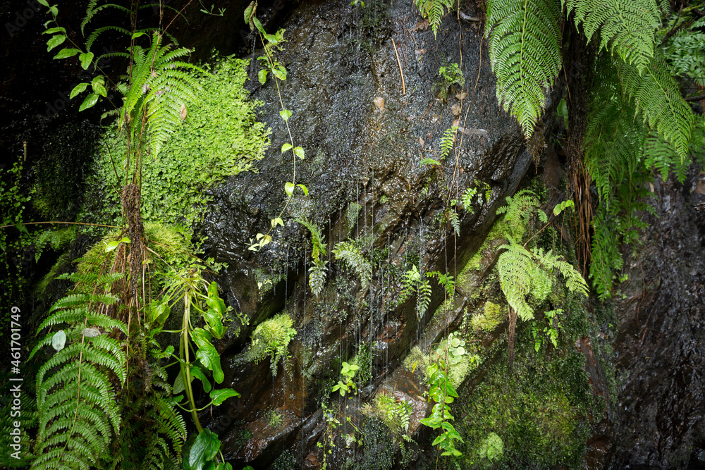 water dripping from dark stones with moss in the forest at Serra da ...