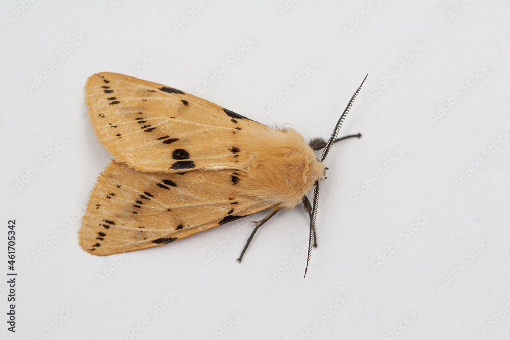 Buff Ermine (Spilosoma luteum) moth facing right on clean background ...