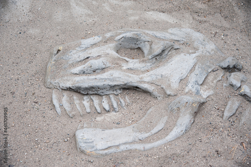 dinosaur bones in the sand, dinosaur skull excavation. Fun for kids to ...