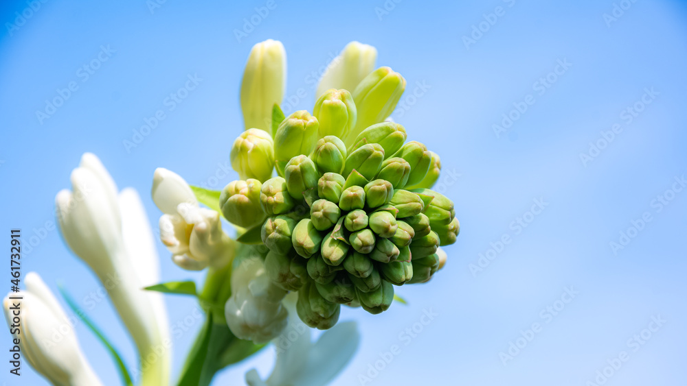 White Sampangi Flower In English | Best Flower Site