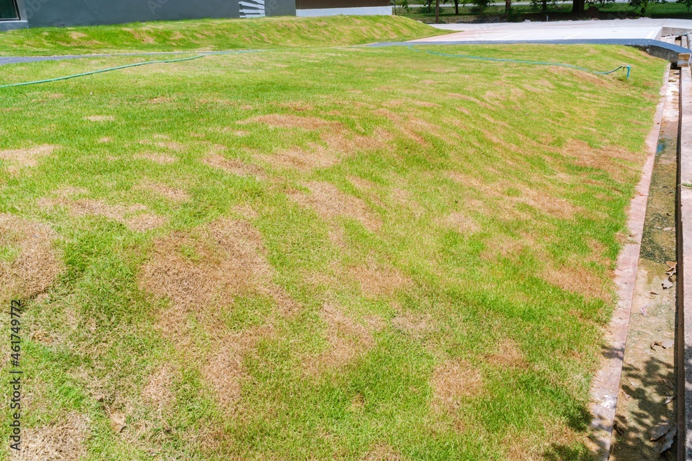 Pests and disease cause amount of damage to green lawns, lawn in bad ...