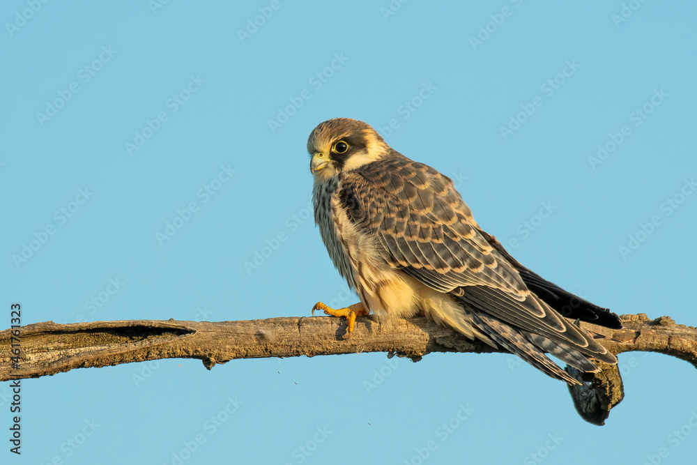 Red-footed falcon (Falco vespertinus) a beautiful bird of prey sitting ...