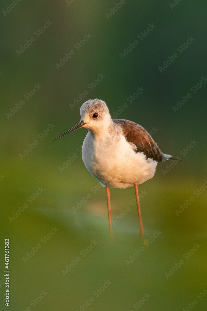 Black-winged stilt (Himantopus himantopus) a beautiful shorebird ...